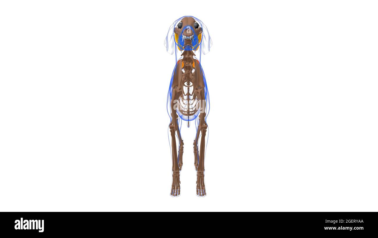Trapezius Pars Thoracis muscle Dog muscle Anatomy For Medical Concept ...