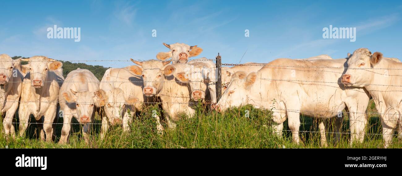 white cows under blue sky in green grassy meadow Stock Photo - Alamy