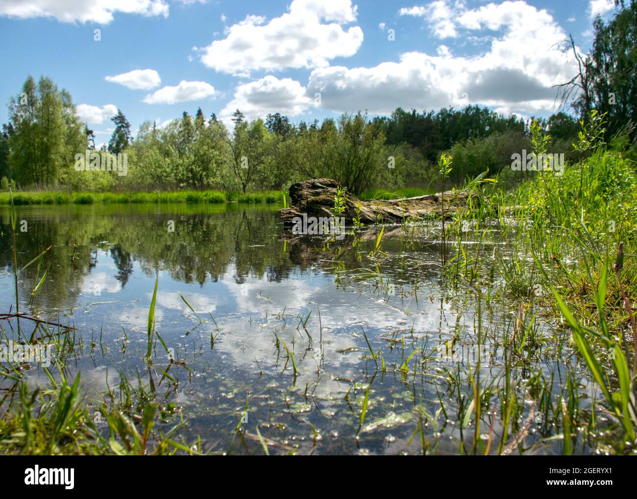 traditional bog plants, moss, lichens close-up, bog background, swamp ...