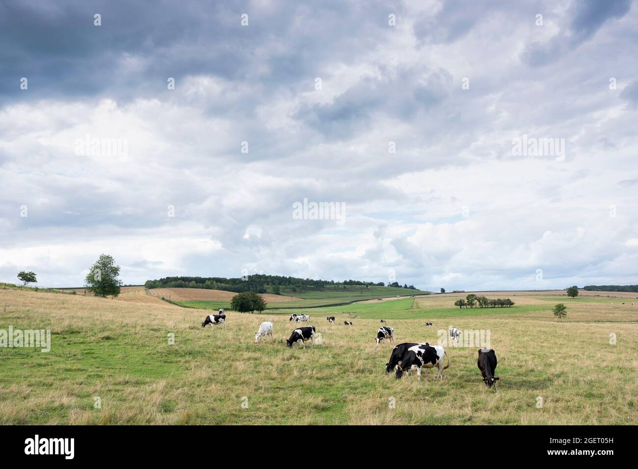 summer countryside landscape with green meadows and cows in french ...