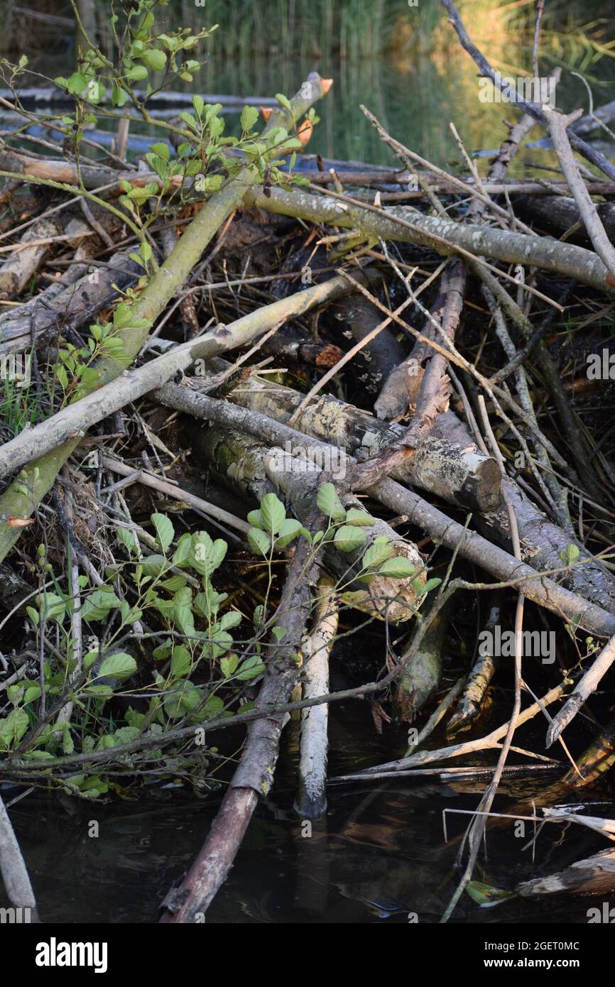 elaborate Dam construction of the Beaver Stock Photo - Alamy
