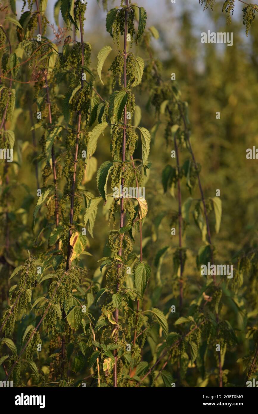 Female stinging nettles hi-res stock photography and images - Alamy