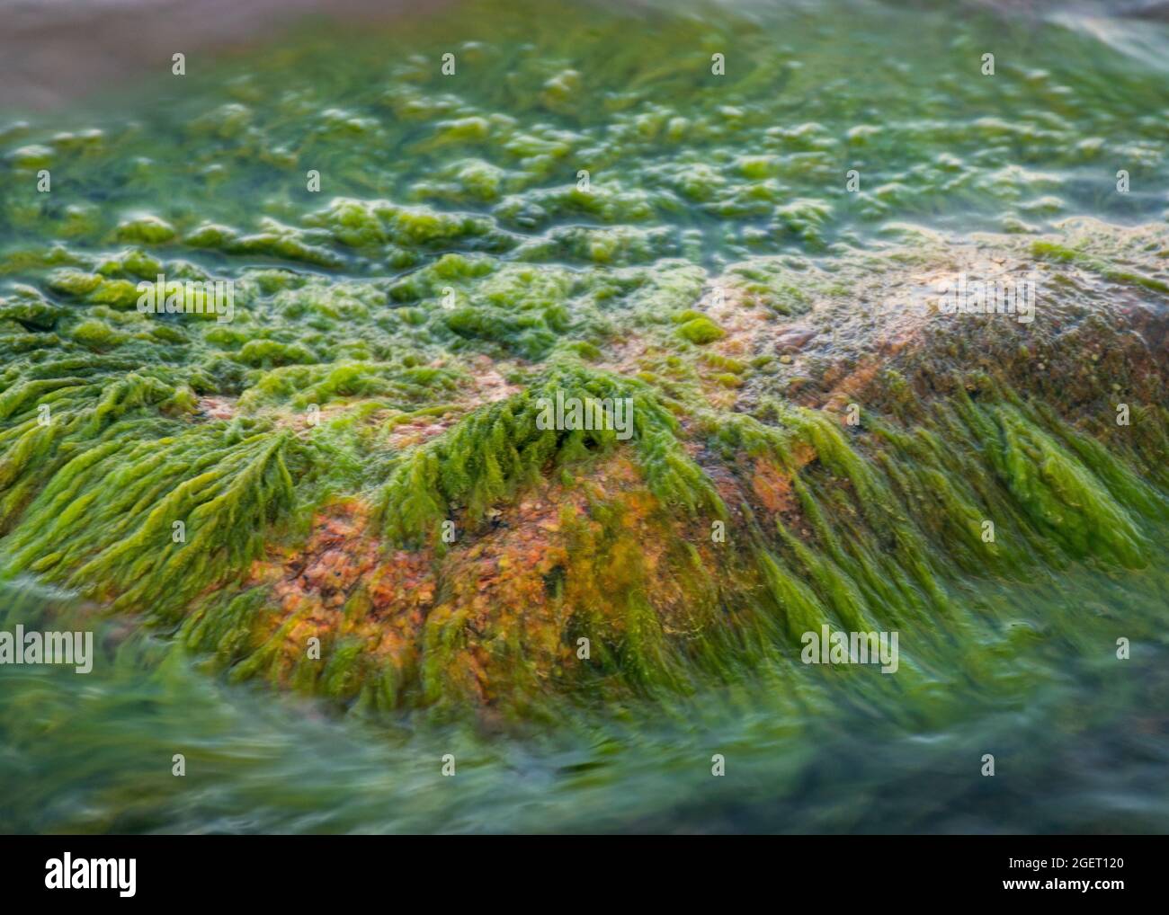 rocky sea shore, rocks overgrown with green sea grass, water ...