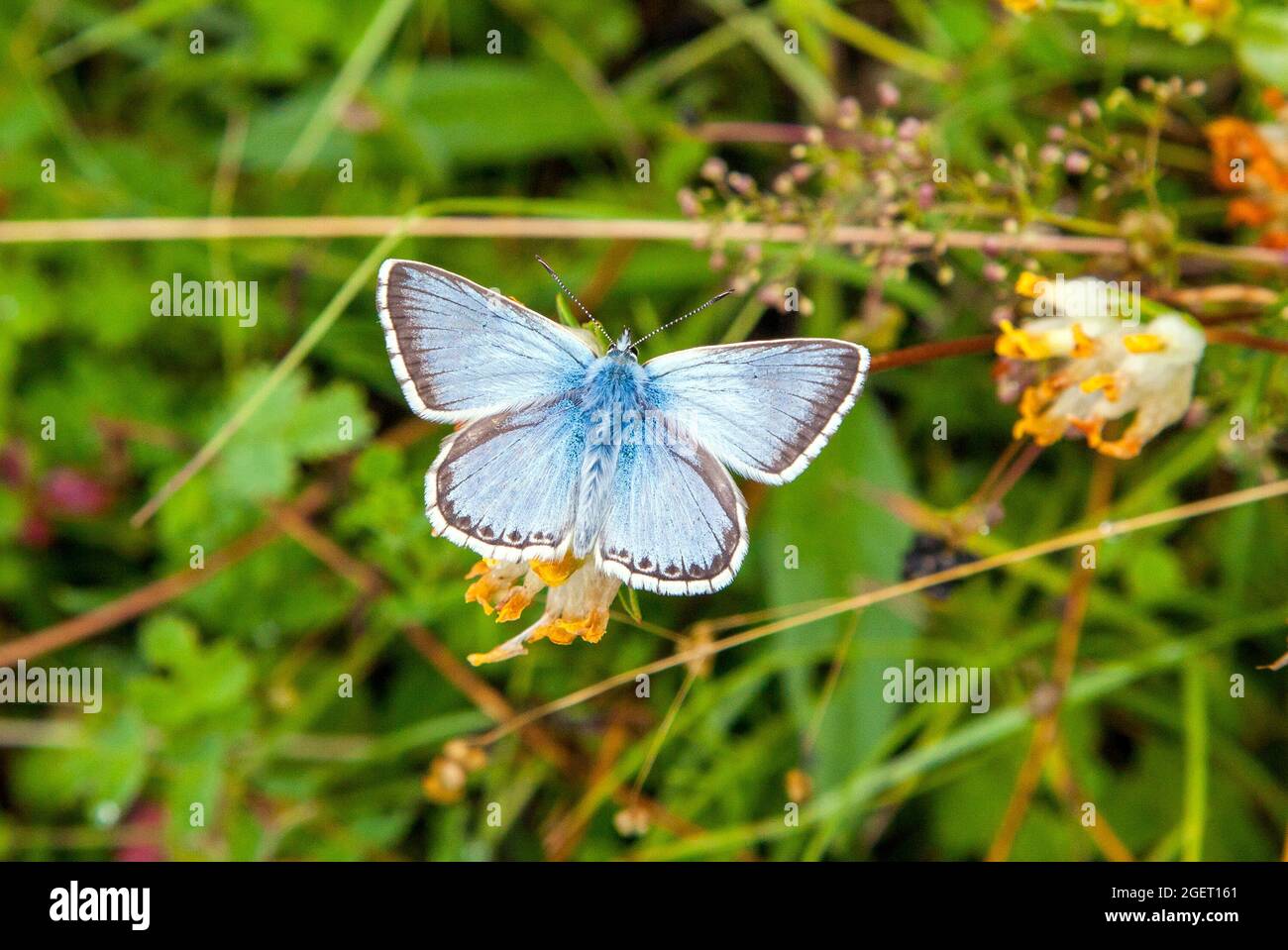 Chalk Hill blue butterfly Polyommatus coridon on the Chiltern Hills ...