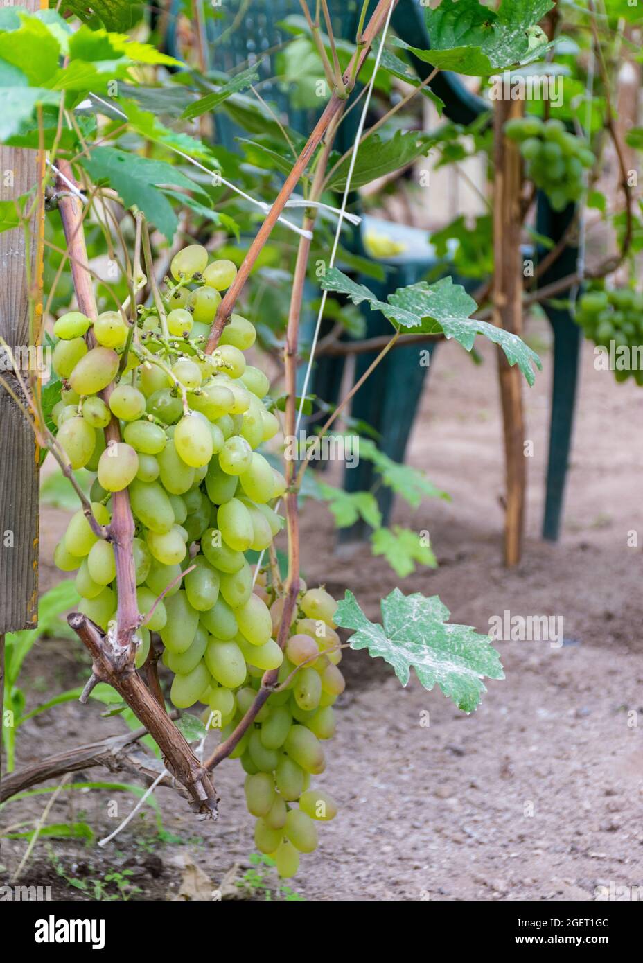 picture with a bunch of grapes in a greenhouse, grape growing in a ...