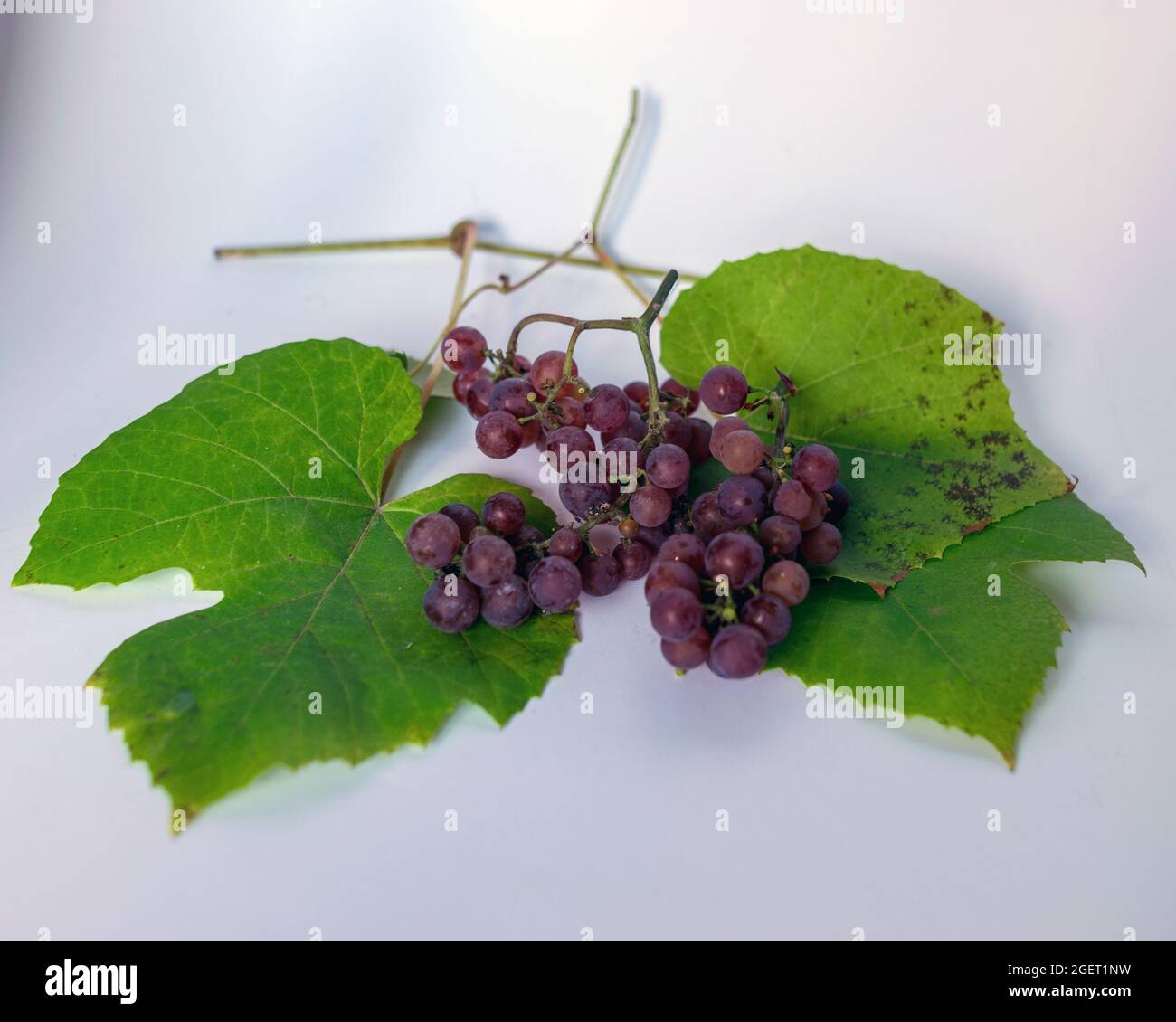 picture with grapes of different shapes and colors on the table, grape ...