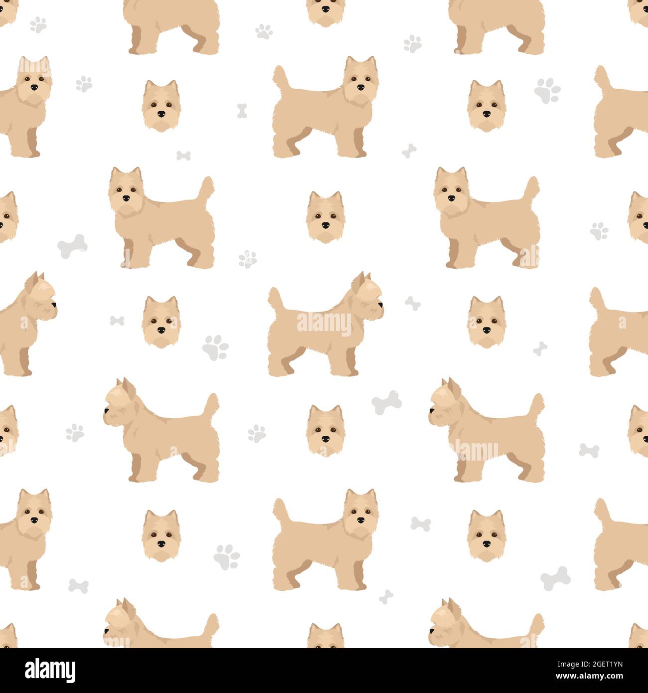 Cairn terrier seamless pattern. Different poses, coat colors set ...