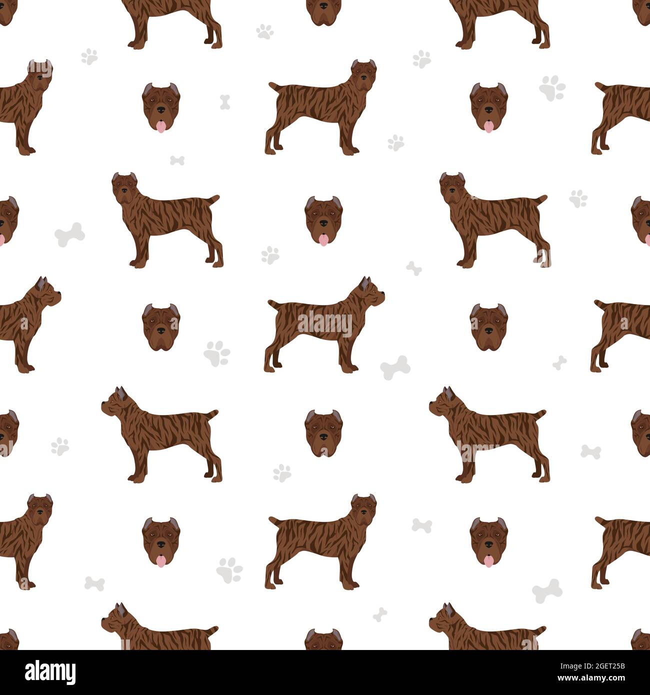 Cane corso seamless pattern. Different poses, coat colors set. Vector ...