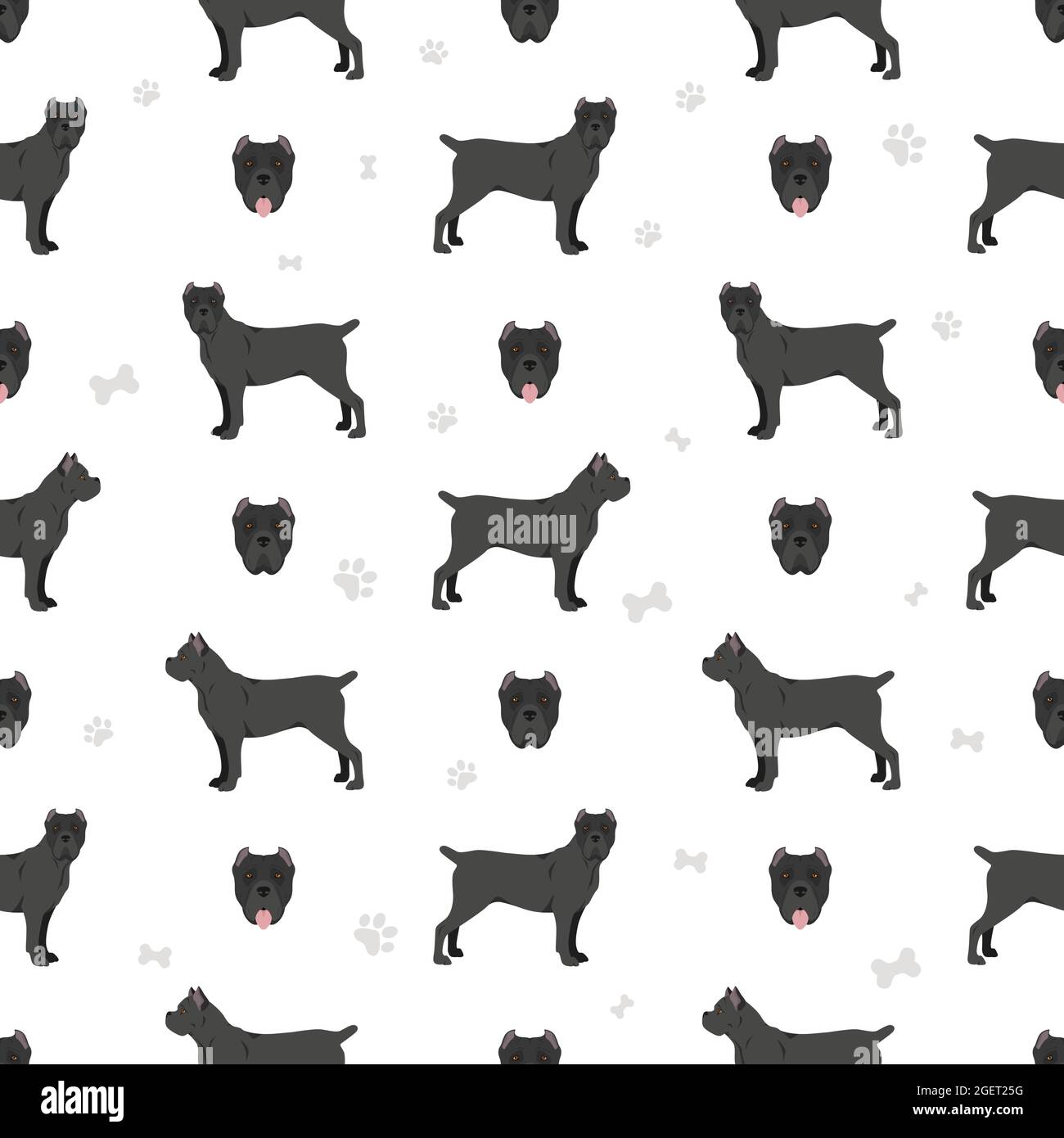 Cane corso seamless pattern. Different poses, coat colors set. Vector ...
