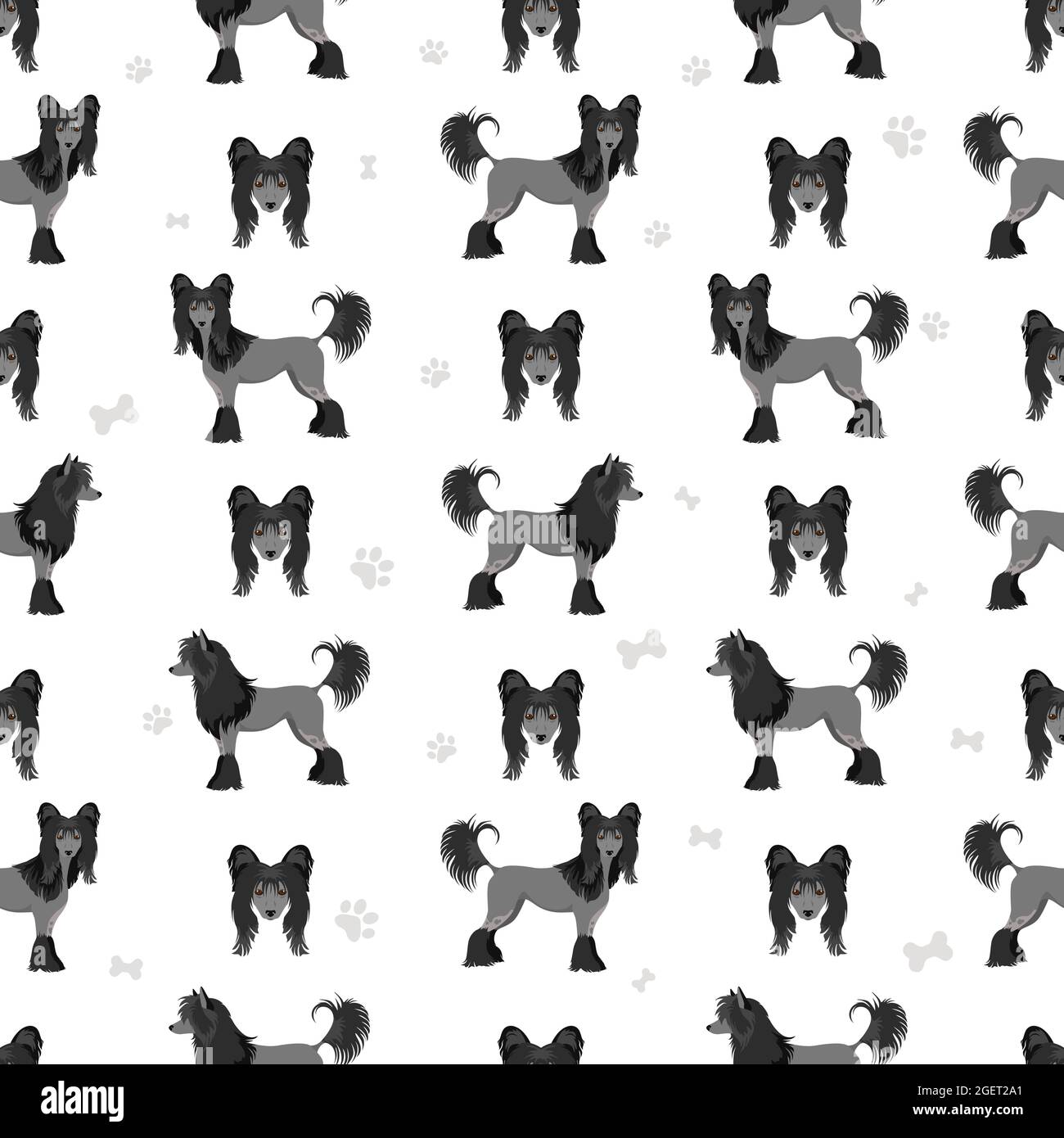 Chinese crested dog hairless variety seamless pattern. Different poses ...