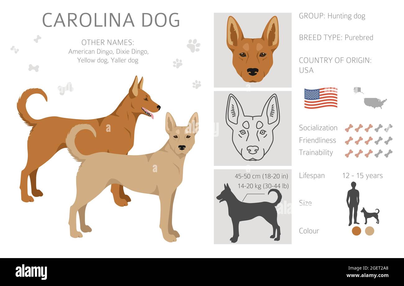 What Color Are Dingo Dogs