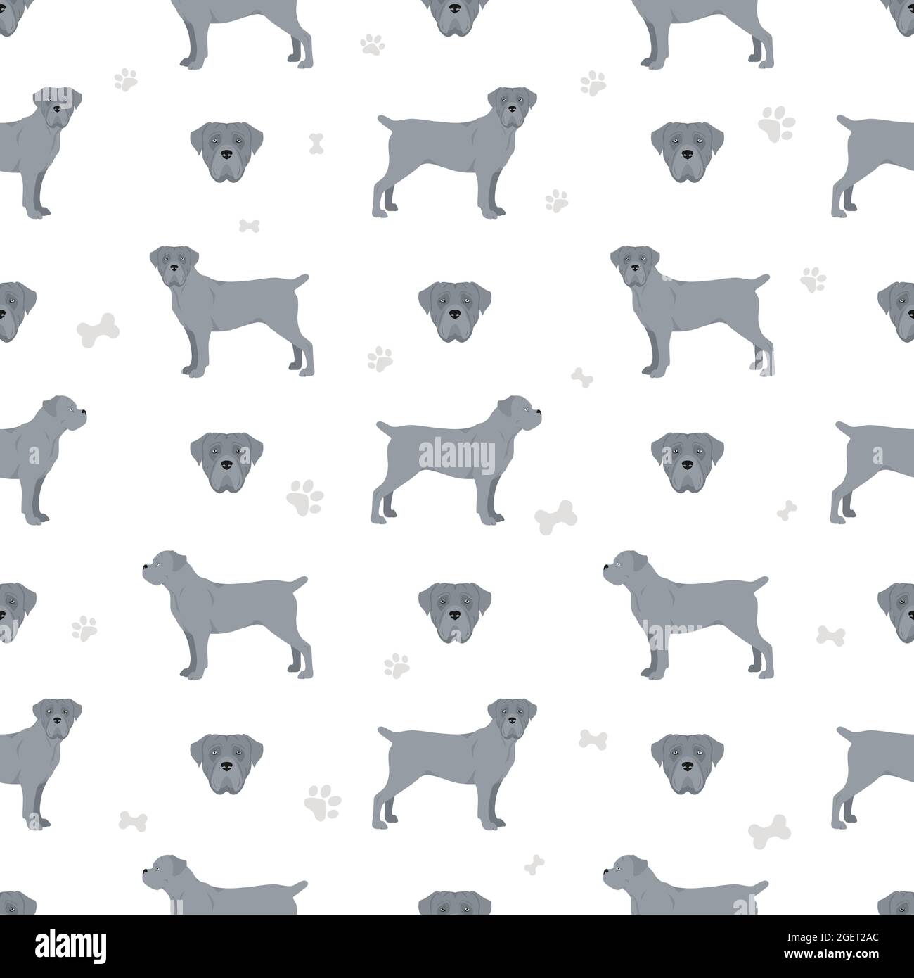 Cane corso seamless pattern. Different poses, coat colors set. Vector ...