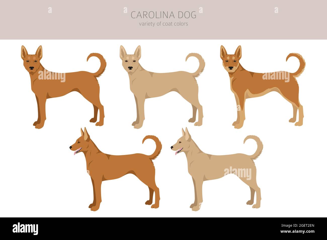 What Color Are Dingo Dogs