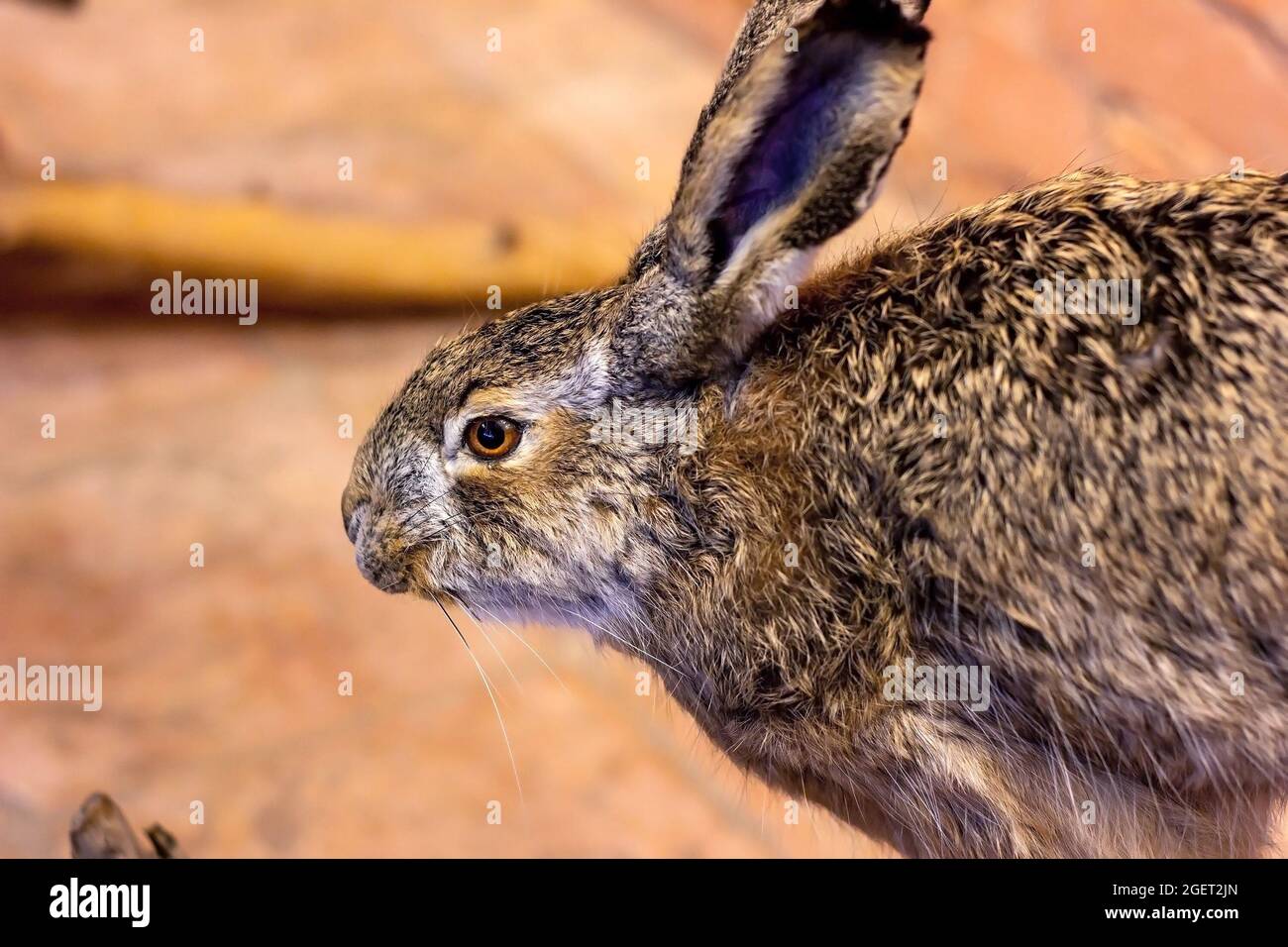 Hare face hi-res stock photography and images - Alamy
