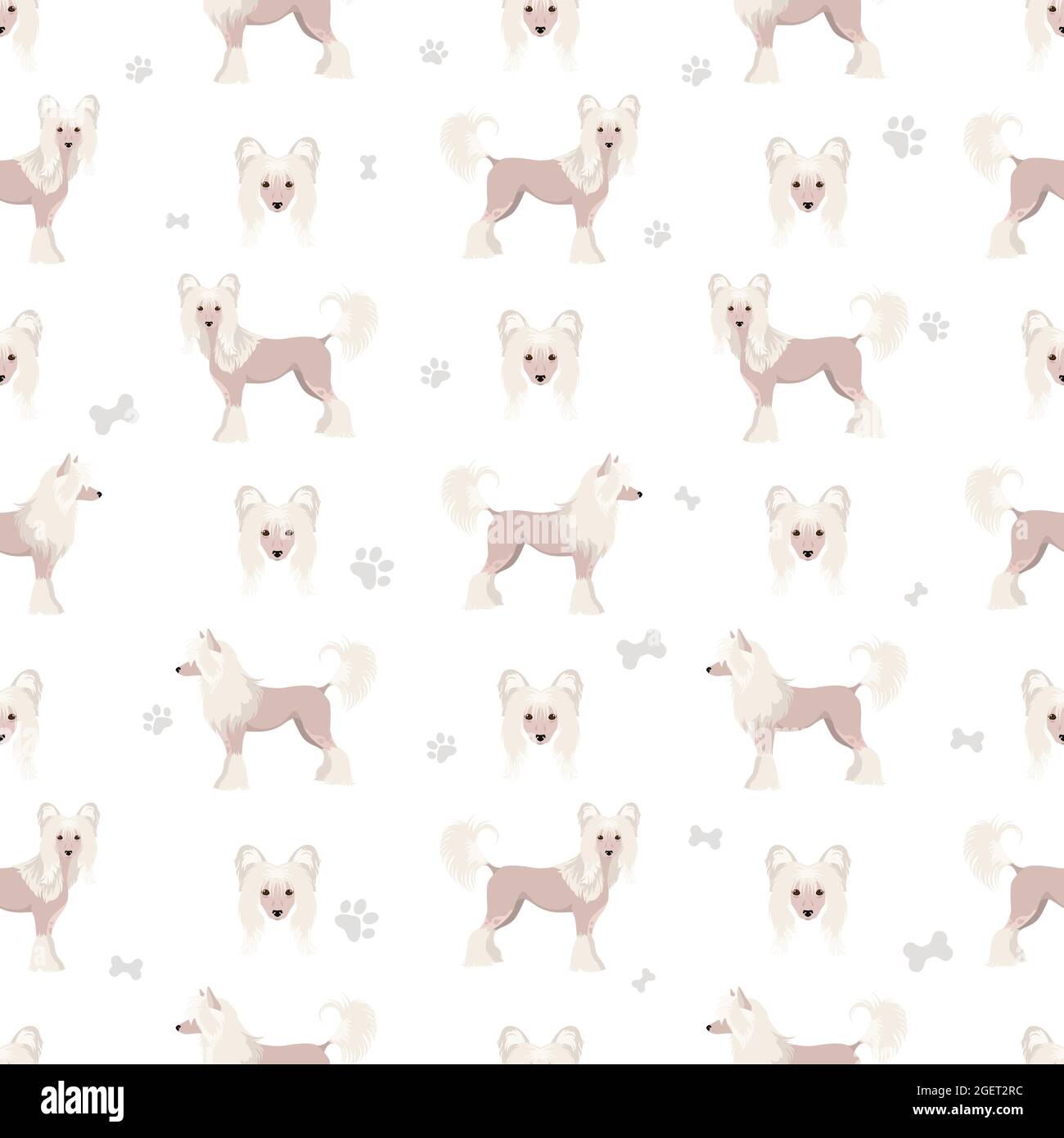 Chinese crested dog hairless variety seamless pattern. Different poses ...