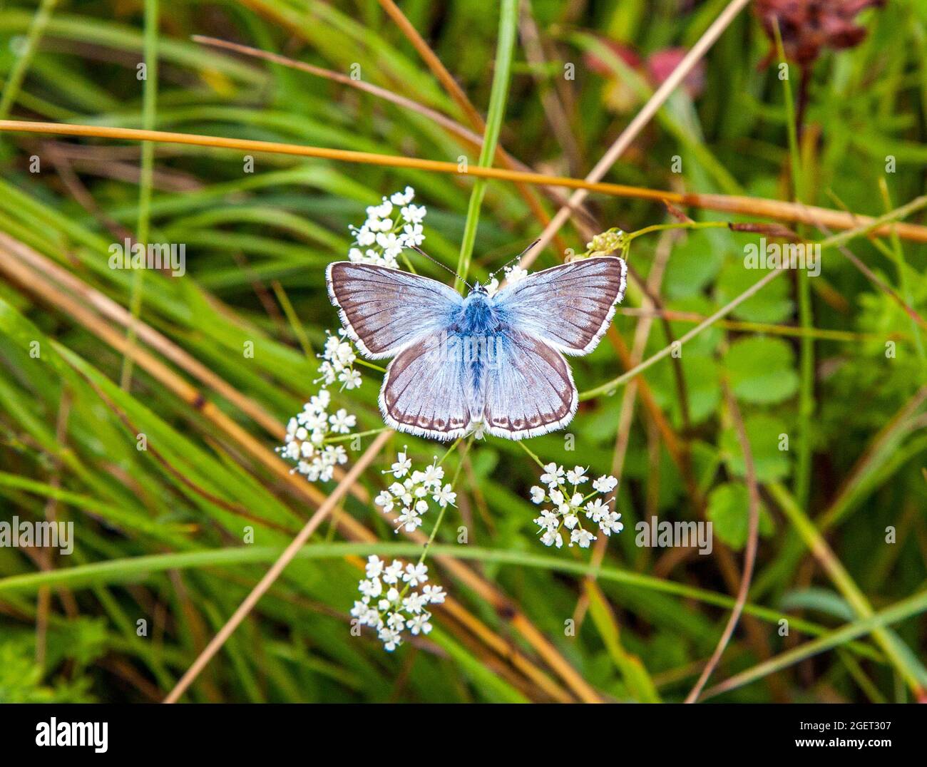 Chalk Hill blue butterfly Polyommatus coridon on the Chiltern Hills ...