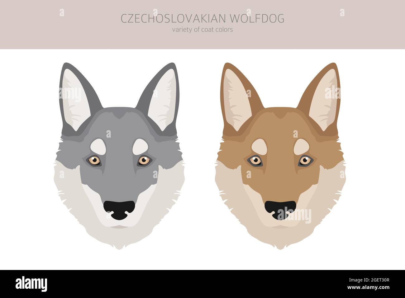 Czechoslovakian wolfdog clipart. Different poses, coat colors set ... Czechoslovakian wolfdog clipart. Different poses, coat colors set ...