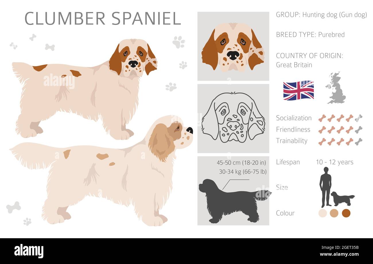 Clumber spaniel clipart. Different poses, coat colors set. Vector ...