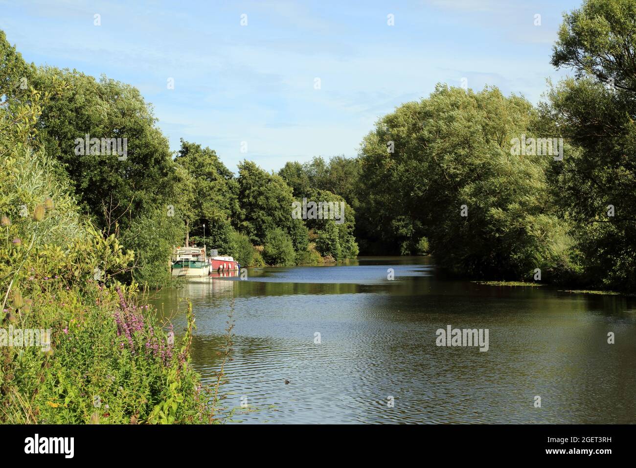 View of Medway river from tow path between Teston and Wateringbury ...