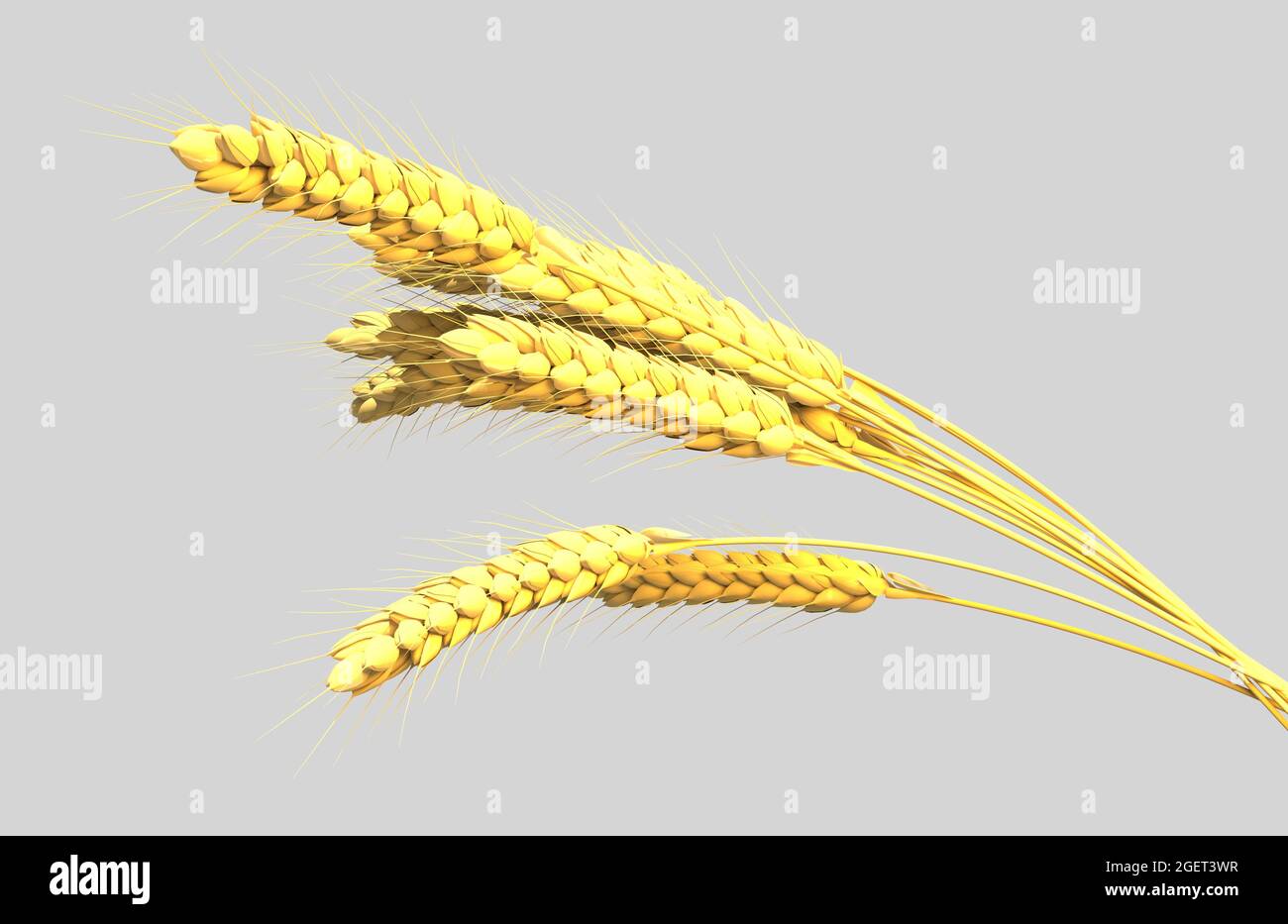 golden wheat sheaf, rural harvest isolated. concept nature 3D rendering ...