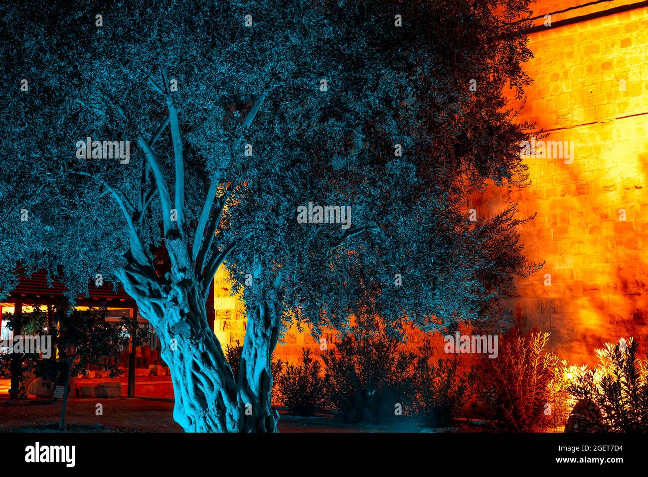 Olive tree at night hi-res stock photography and images - Alamy