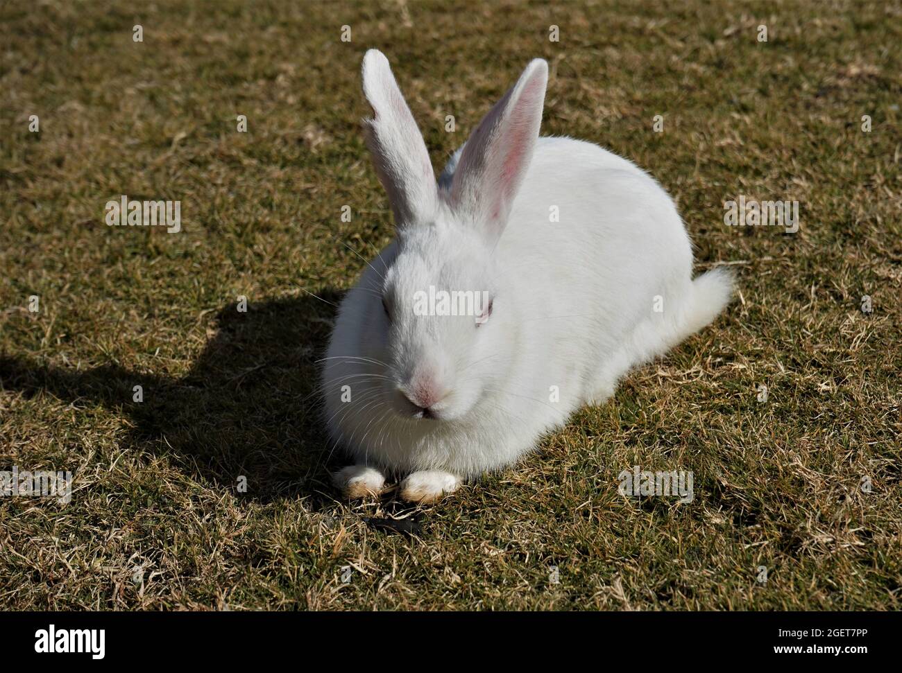 Beautiful image of Rabbit Stock Photo - Alamy