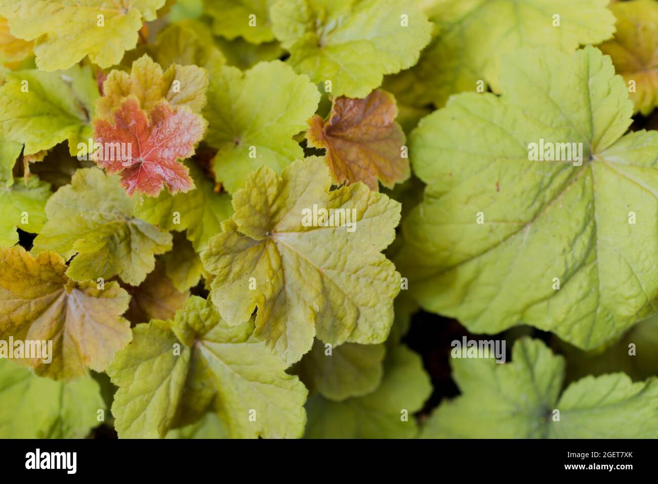 Colorful heuchera plant in summer garden. Evergreen flower Stock Photo ...