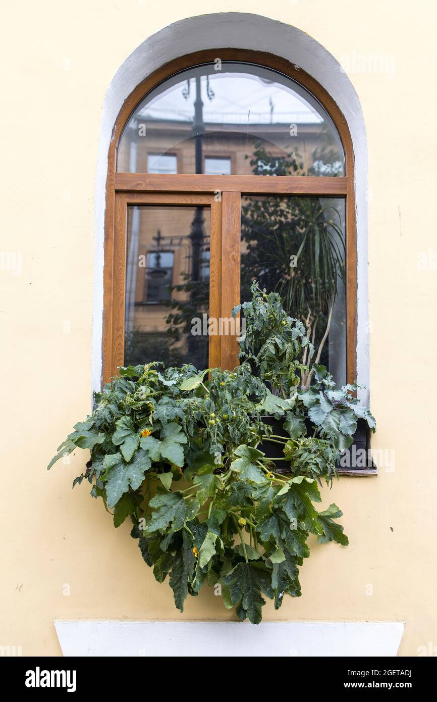 Hanging tomatoes window hi-res stock photography and images - Alamy