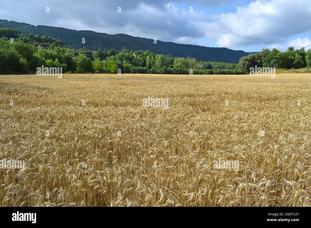 Wheat field in catalonia spain hi-res stock photography and images - Alamy