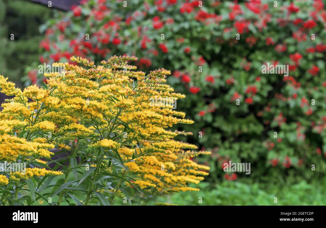 Yellow Canadian goldenrod or lat. Solidago canadensis against the ...