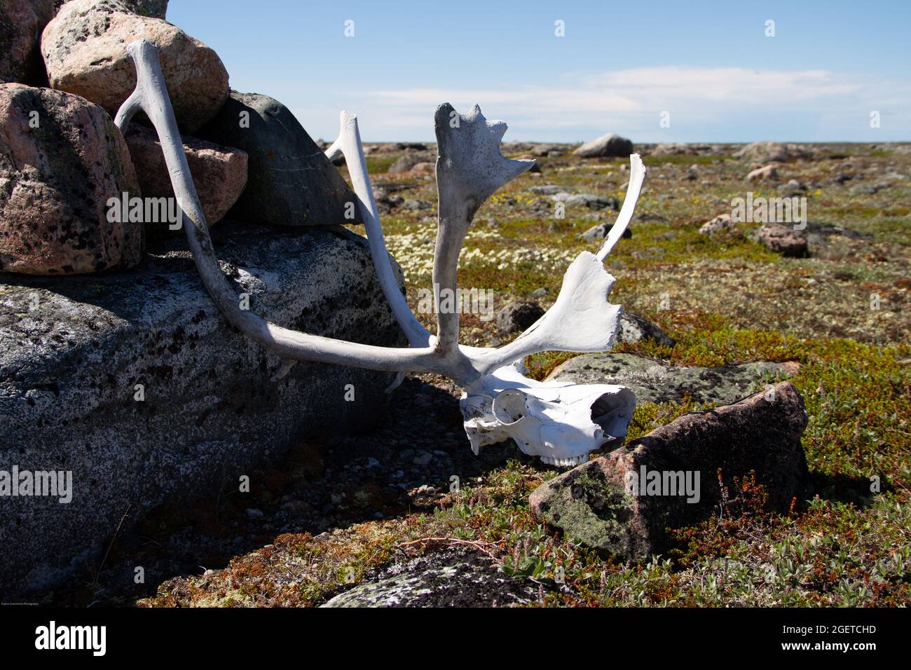 Caribou skull in a field hi-res stock photography and images - Alamy