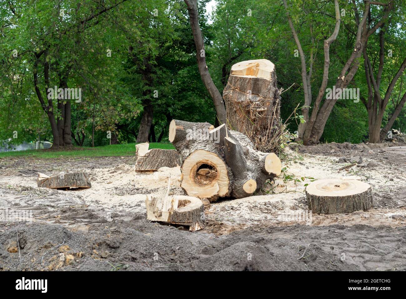 Sawn huge tree. Deforestation. Cuts of a tree Stock Photo - Alamy