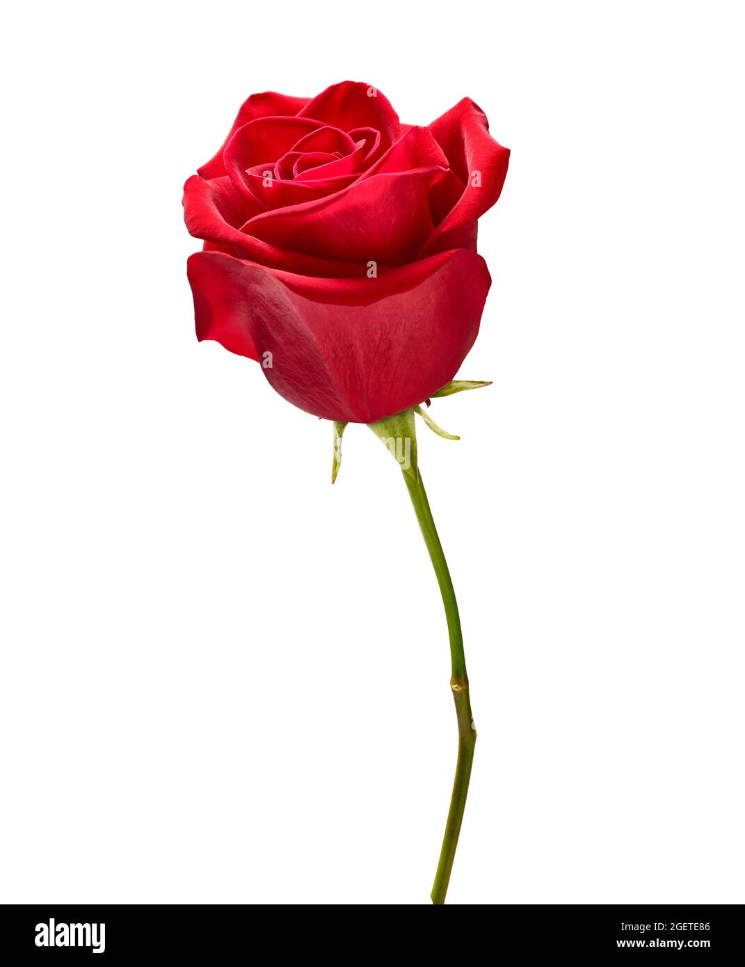 Single Red Rose Petal