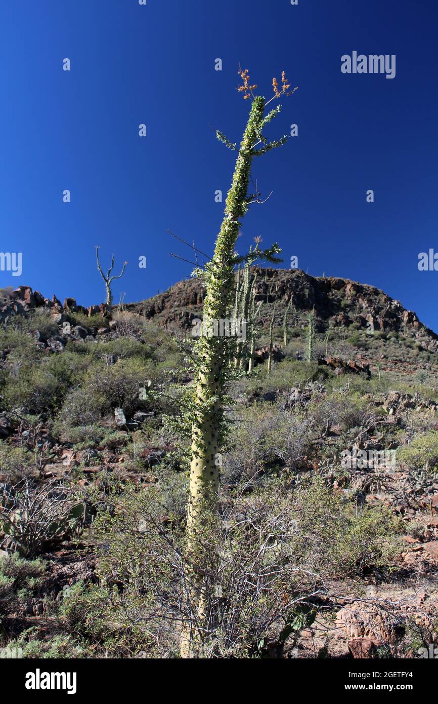 Boojum tree landscape Baja California Sur, Mexico Stock Photo - Alamy