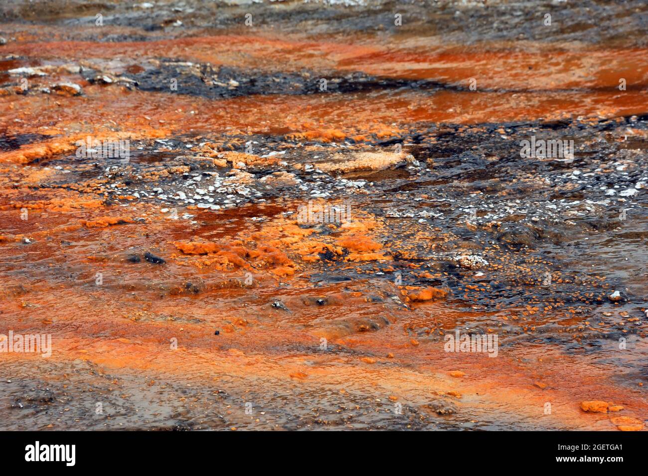 Algae deposits spread across wet and muddy landscape in Norris Geyser ...