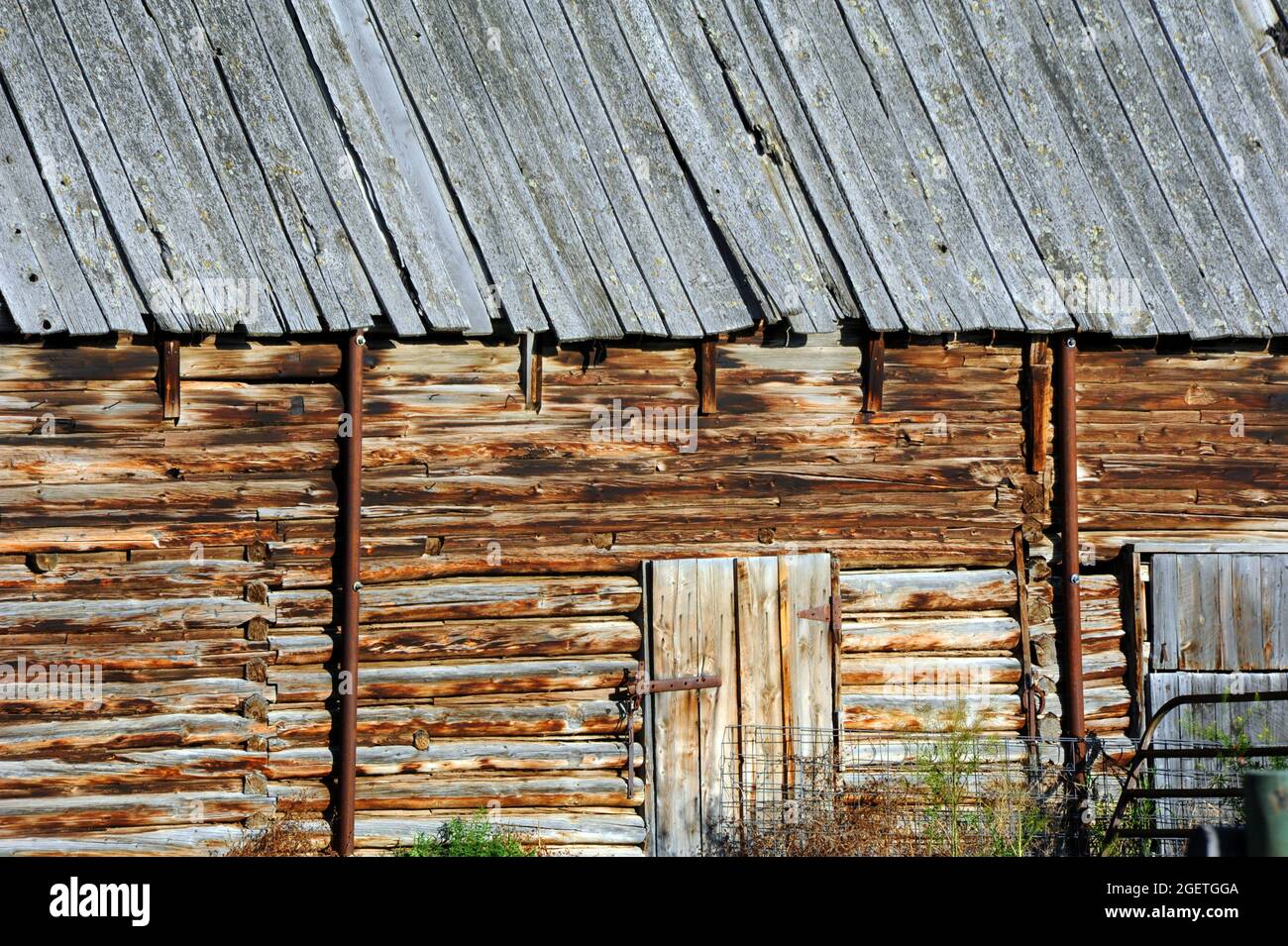 Barn wall shows notched logs on old pole barn. Closeup of wall and ...