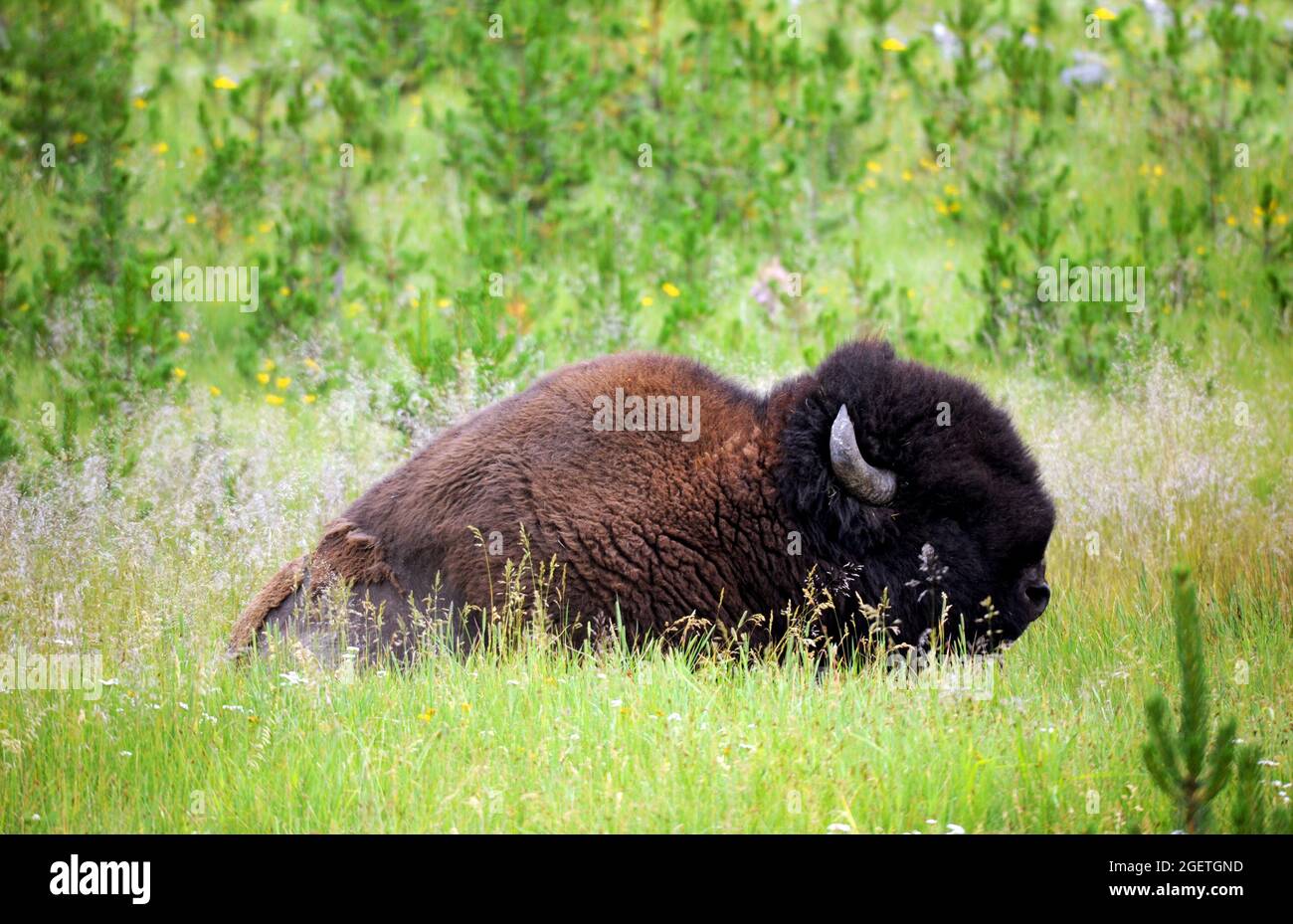 Buffalo lays in a field of green in Yellowstone National Park Stock ...