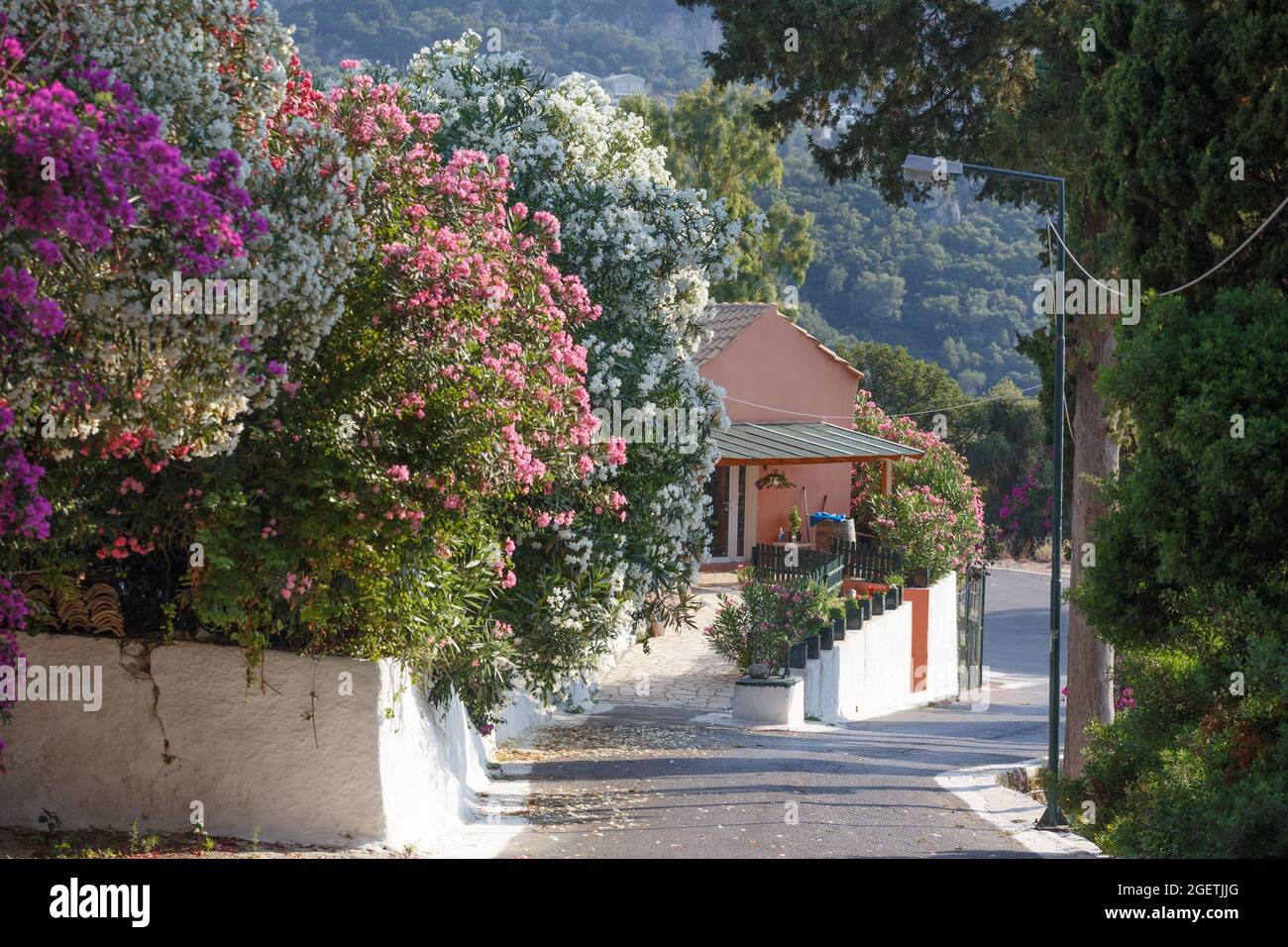 Oleander nerium oleander greece europe hi-res stock photography and ...
