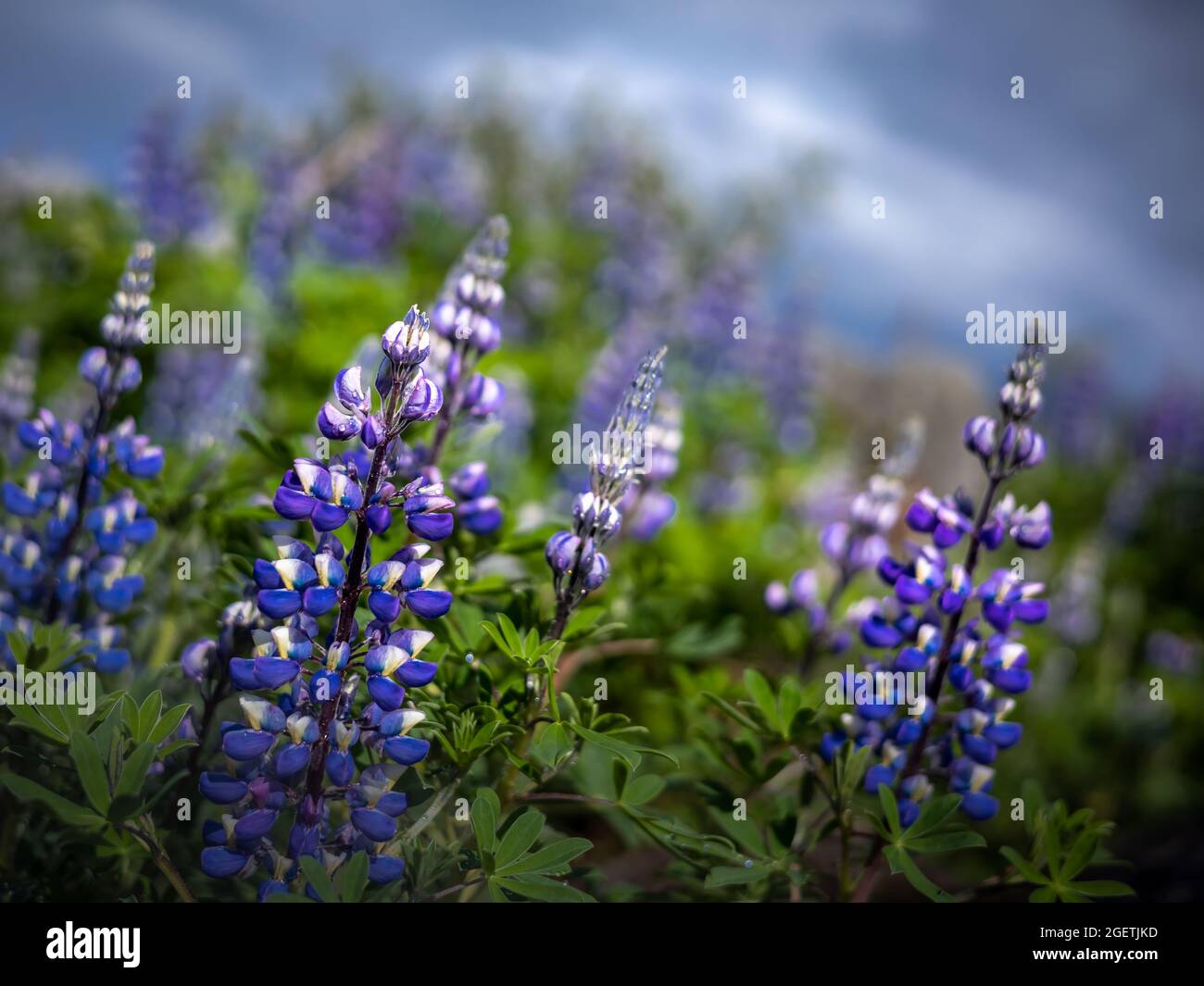 Bluebonnet lupine hi-res stock photography and images - Alamy