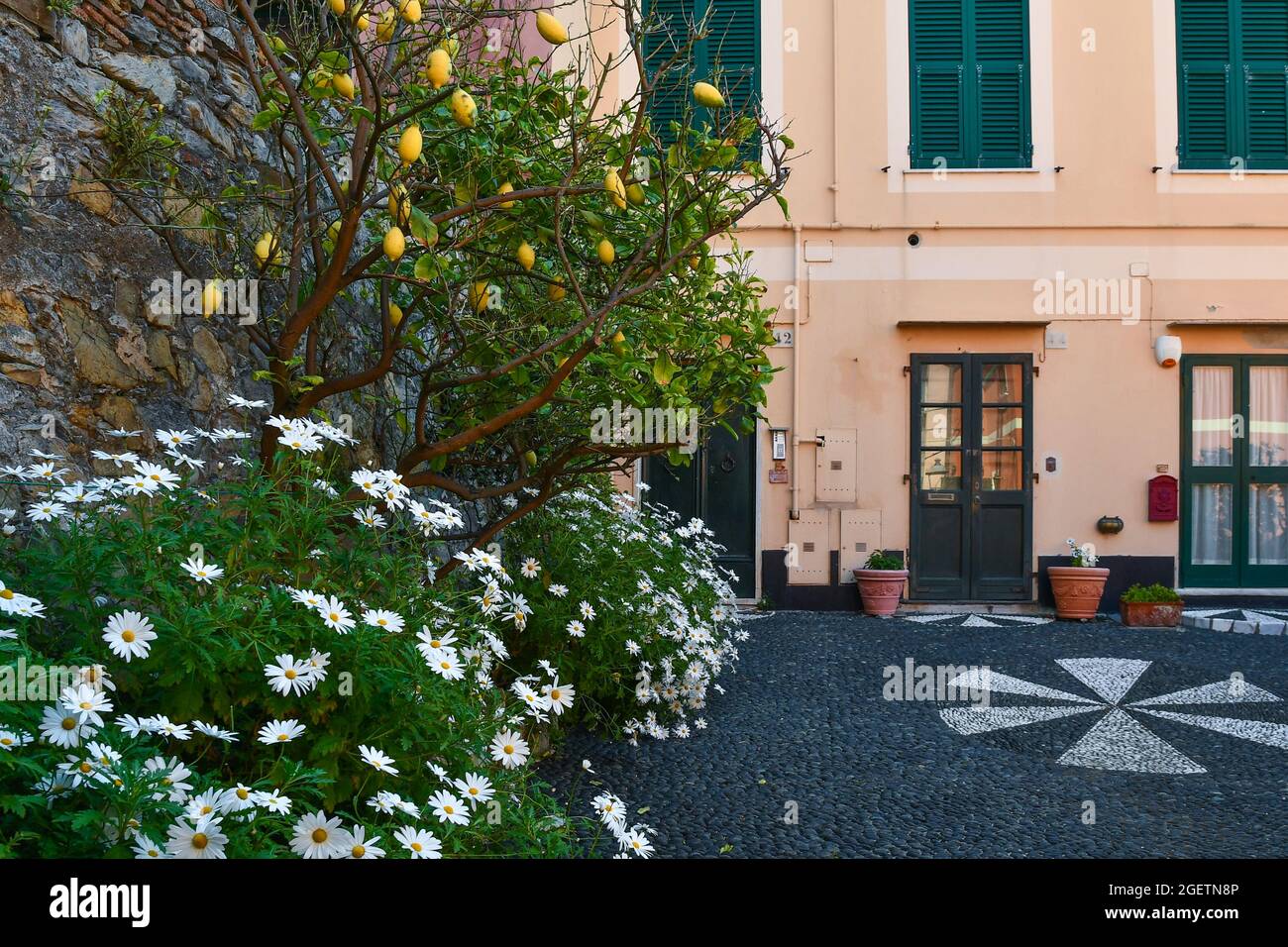 Lemon tree flowers hi-res stock photography and images - Alamy