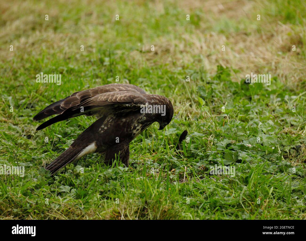 Photographing buzzards hi-res stock photography and images - Alamy