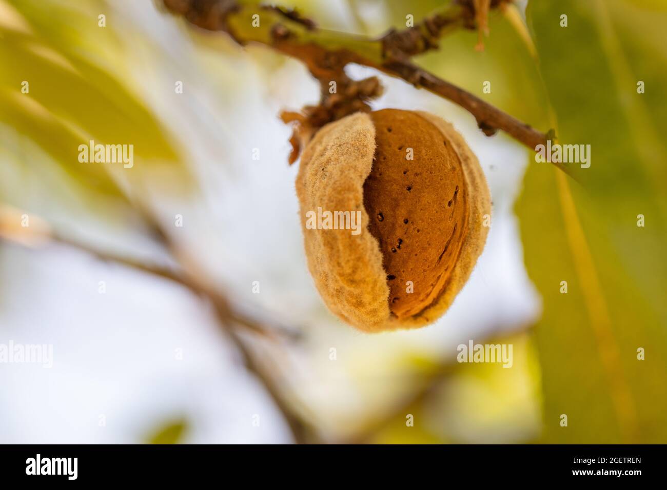 Tree-ripened in the sun, almond, Natural healthy food Stock Photo - Alamy
