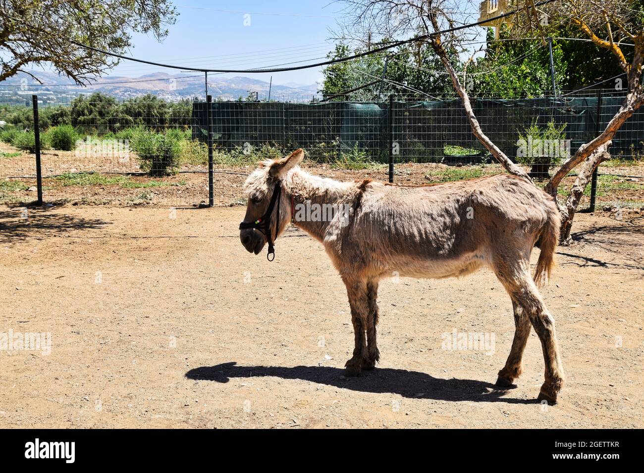 Donkey at the Donkey Sanctuary, Crete, Greece Stock Photo - Alamy