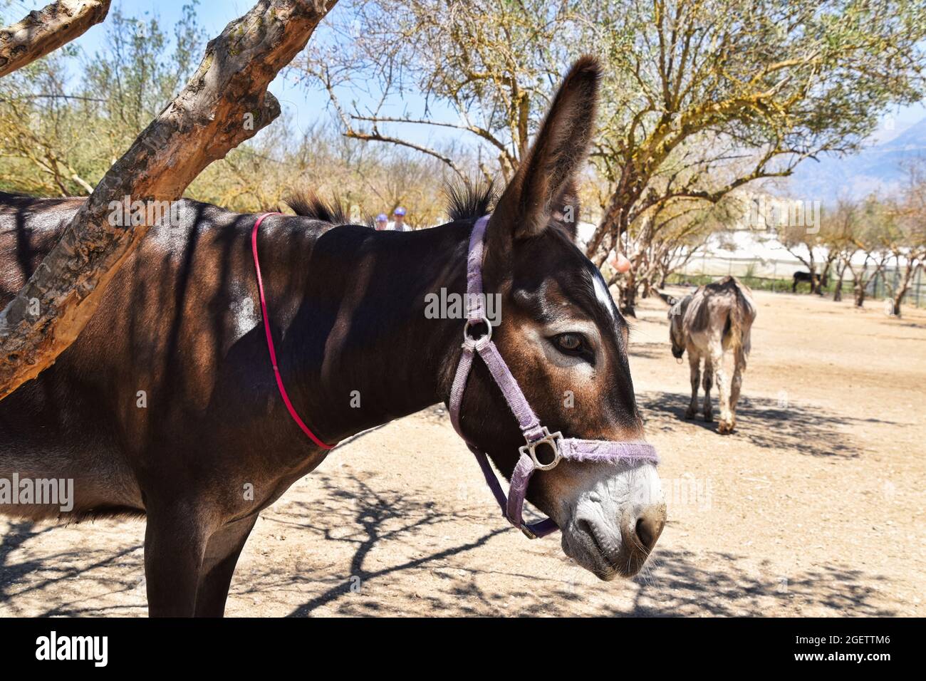 Donkey at the Donkey Sanctuary, Crete, Greece Stock Photo - Alamy