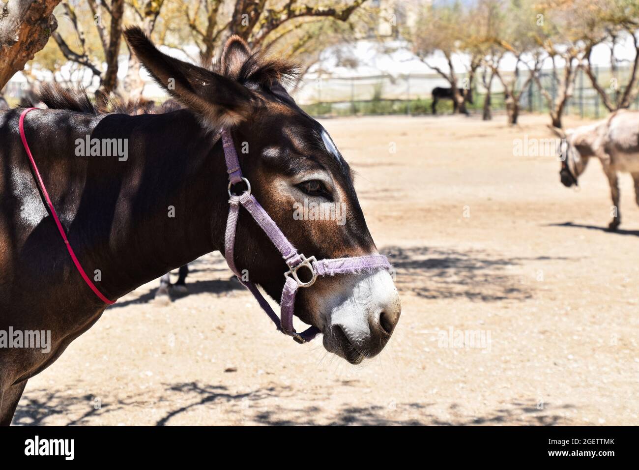 Donkey at the Donkey Sanctuary, Crete, Greece Stock Photo - Alamy