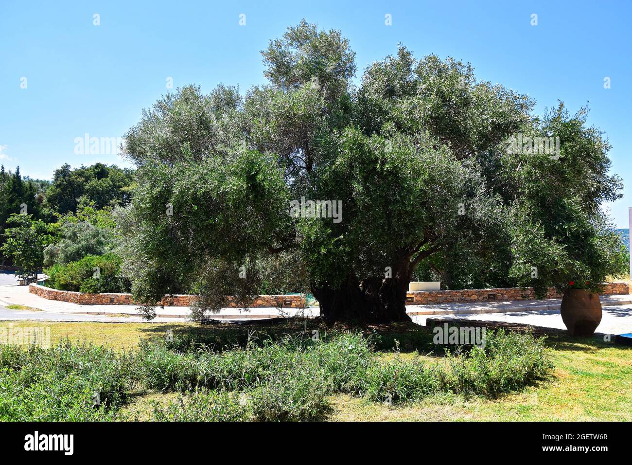 The oldest olive tree in Ano Vouves, Crete, Greece, Europe Stock Photo ...