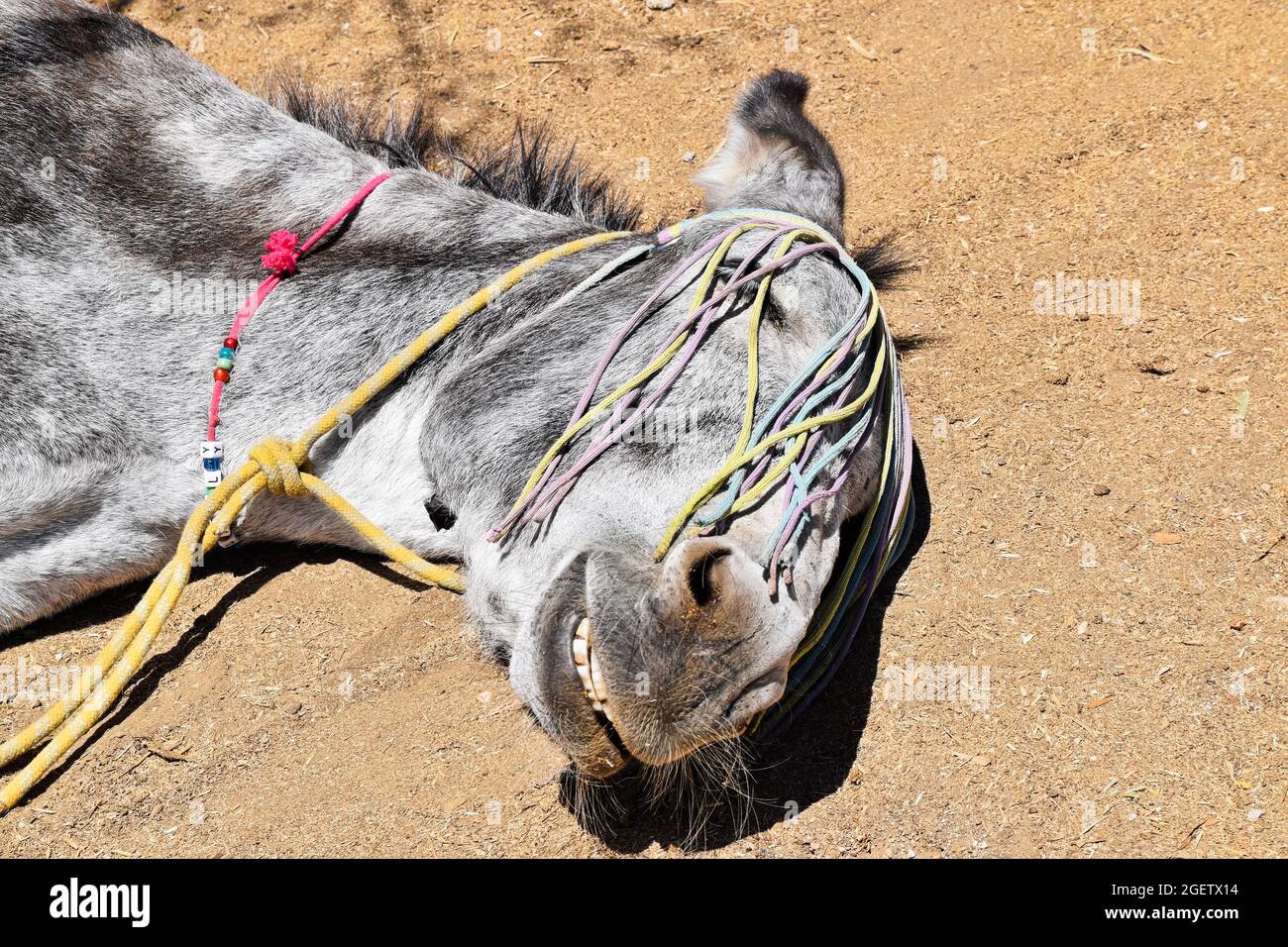 Donkey smiling at the Donkey Sanctuary, Crete, Greece Stock Photo - Alamy