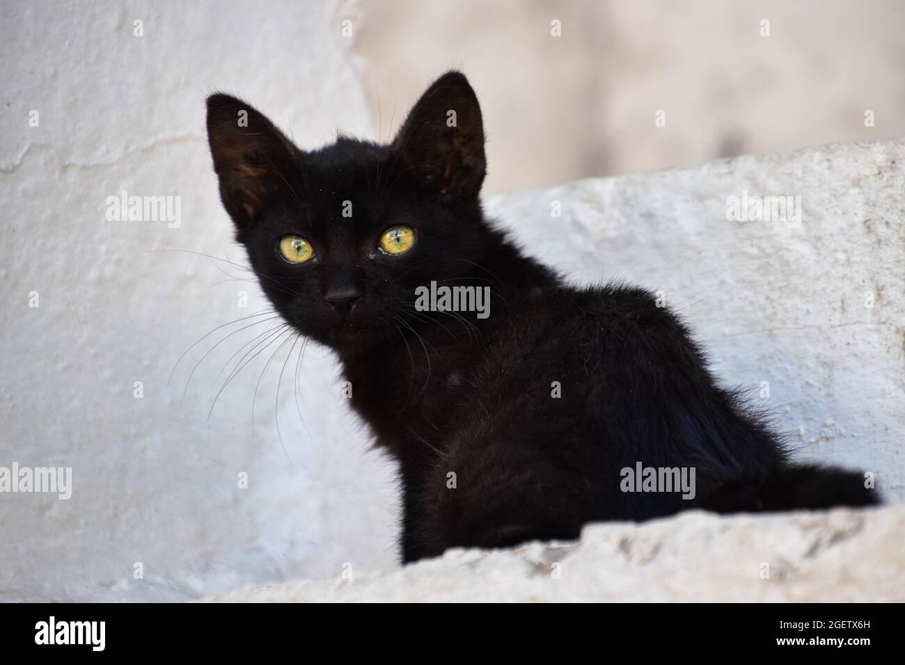 A black stray cat on white stairs in Crete, Greece, Europe Stock Photo ...