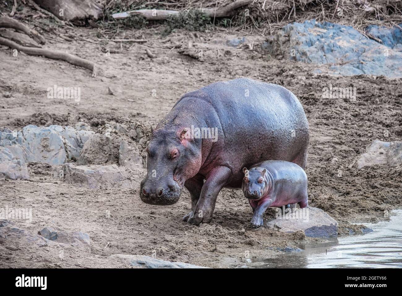 Baby hippo beach hi-res stock photography and images - Alamy
