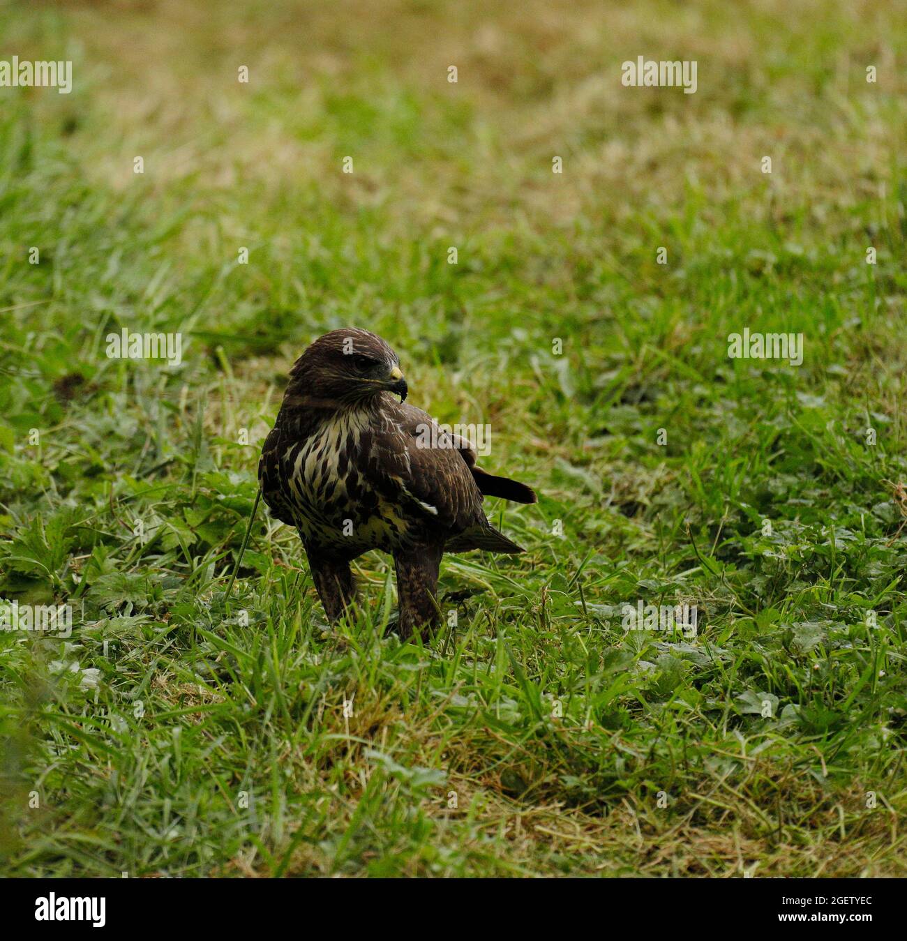 Photographing buzzards hi-res stock photography and images - Alamy